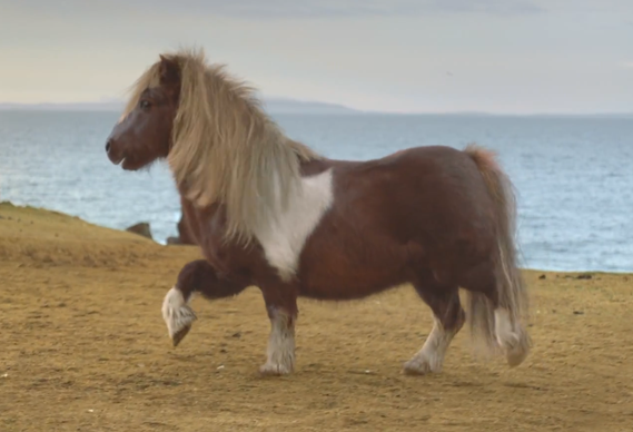 Viral Video Chart: Three's Dancing Pony Moonwalks Its Way To The Top ...